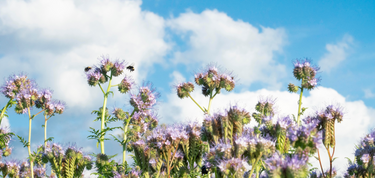 Moon Valley Organics - Organic Personal Care Products